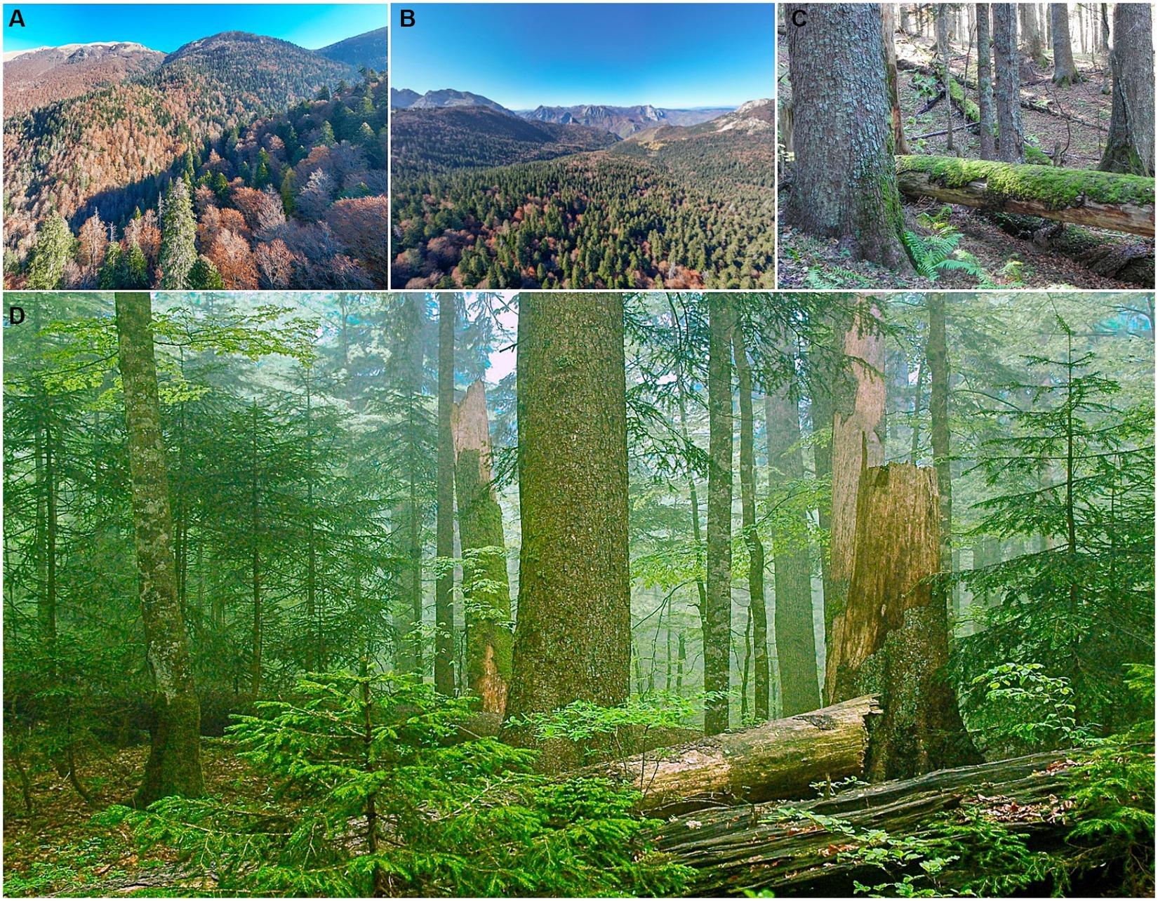 Discover Dinarides: Untold Stories of Dinaric Alps' Parks